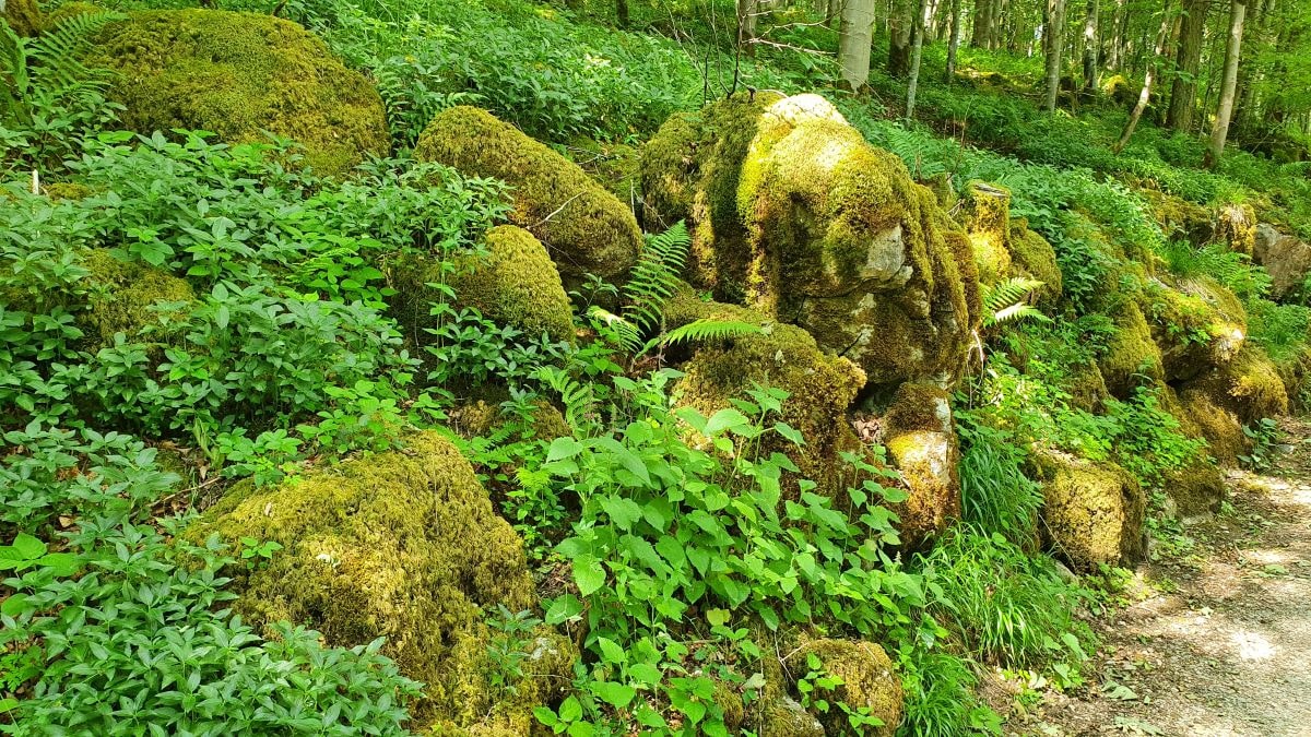 Visit Settle - Nature