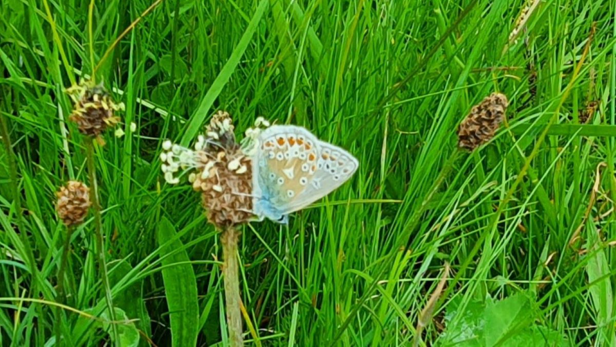Visit Settle - Nature