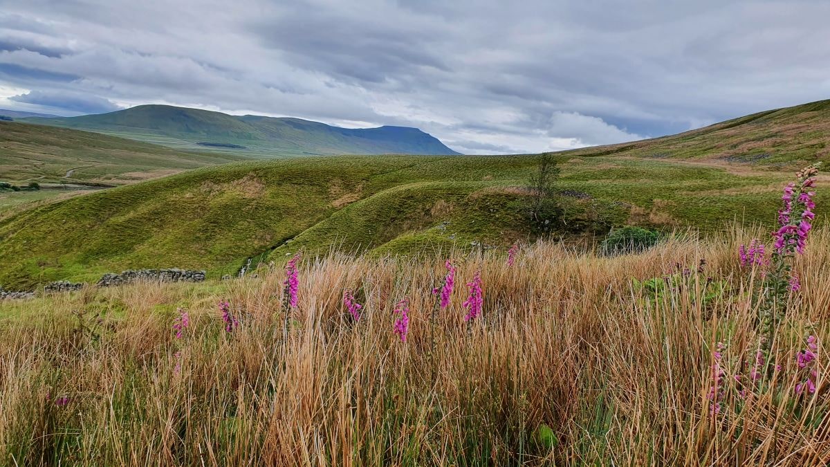 Visit Settle - Nature