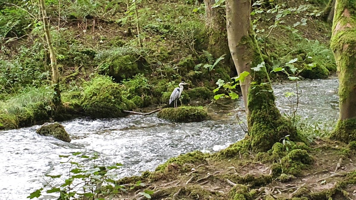 Visit Settle - Nature