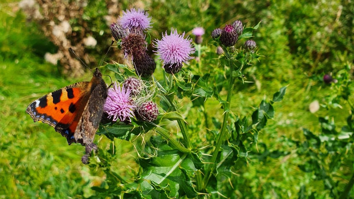 Visit Settle - Nature