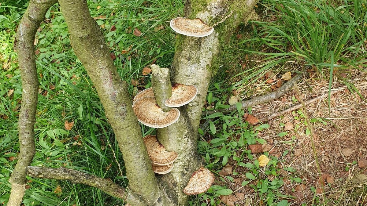 Visit Settle - Nature