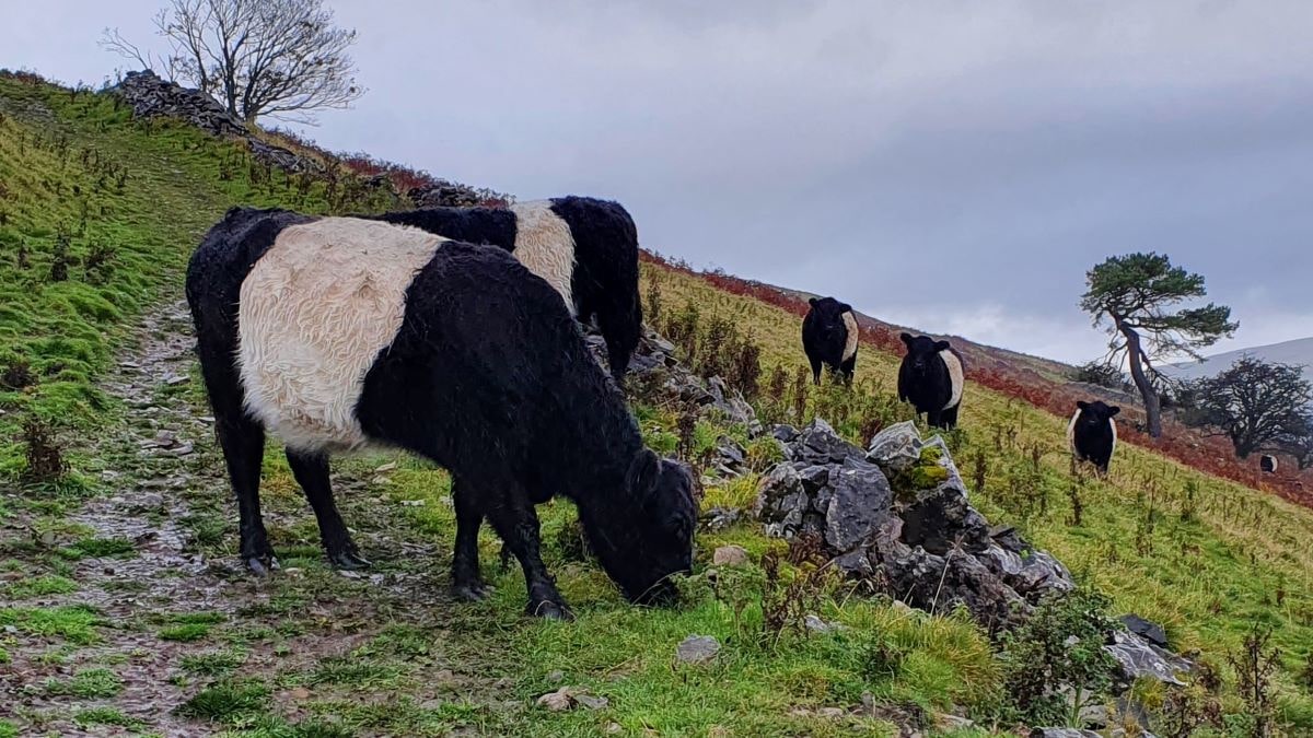 Visit Settle - Nature