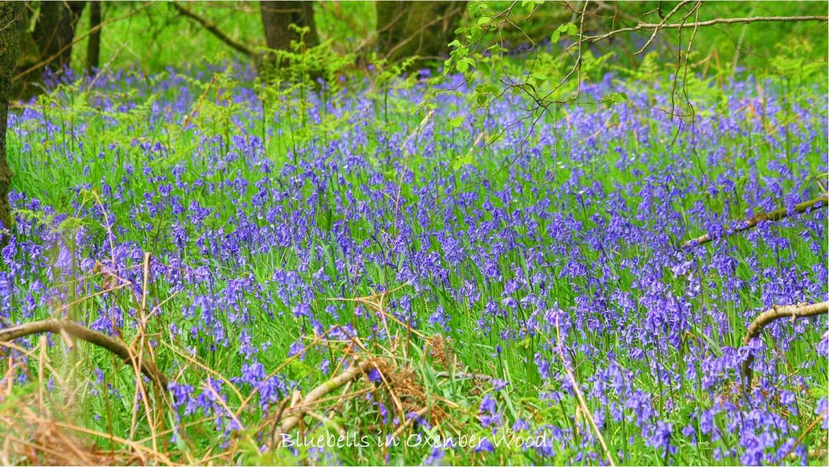 Visit Settle - a vibrant market town in the Yorkshire Dales