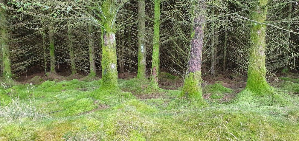 Visit Settle - Gisburn Forest