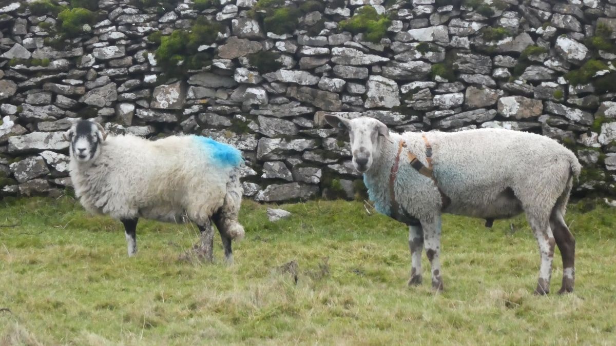 Visit Settle - Nature