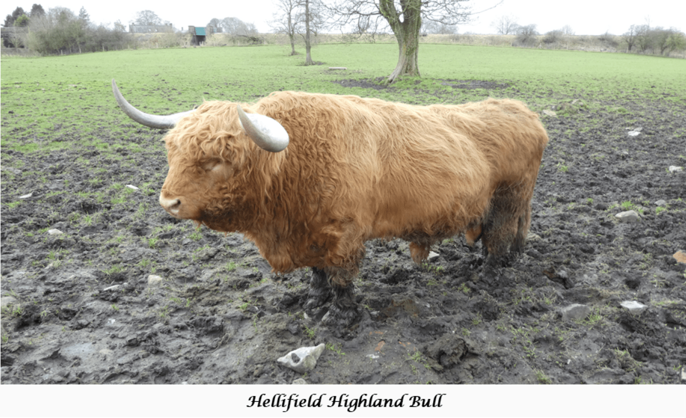 Visit Settle - Hellifield